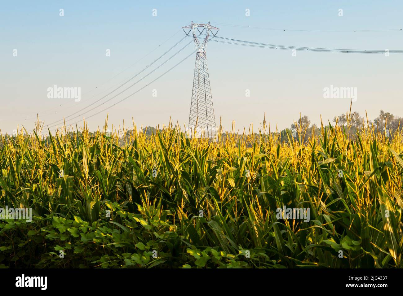 high voltage electricity tower view in a corn field Stock Photo - Alamy