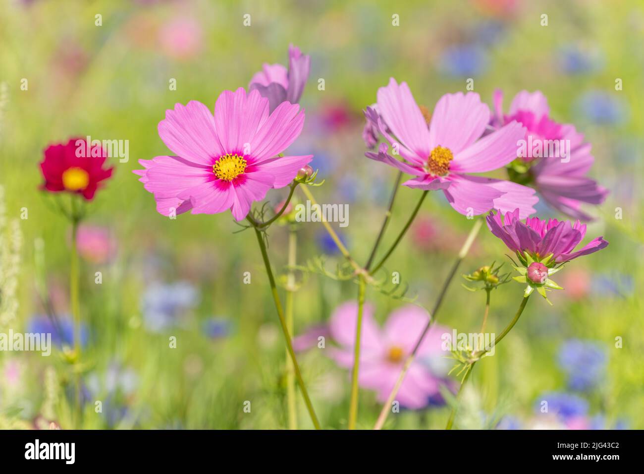 Flower fields grown to protect insects in a village Stock Photo - Alamy