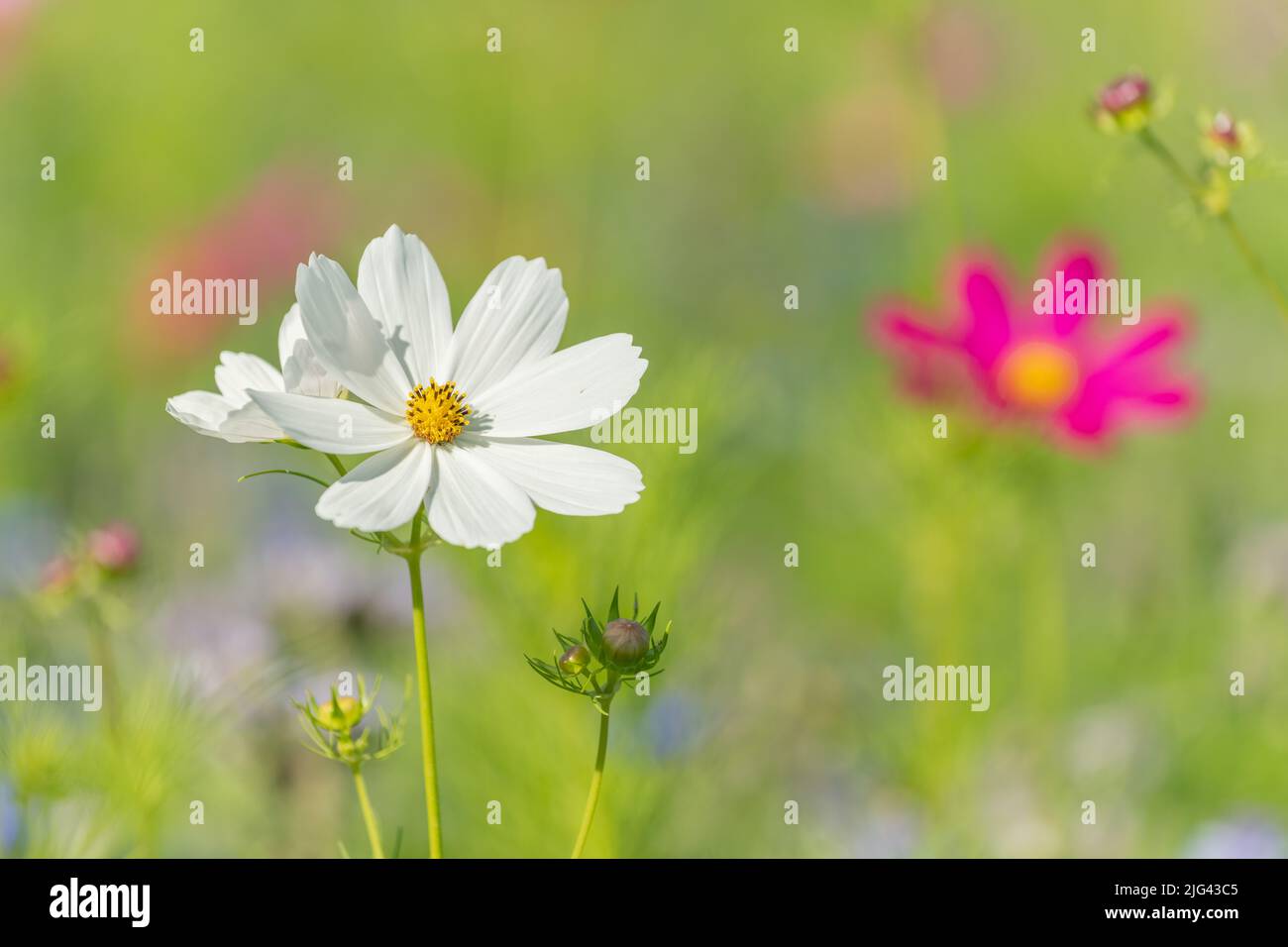 Flower fields grown to protect insects in a village Stock Photo - Alamy