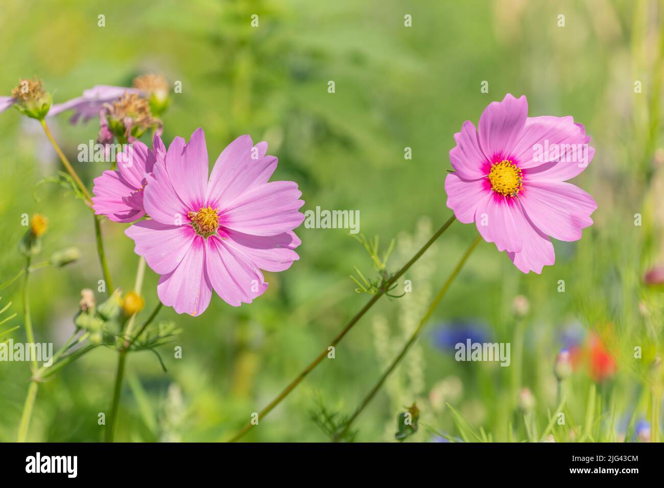 Flower fields grown to protect insects in a village Stock Photo - Alamy