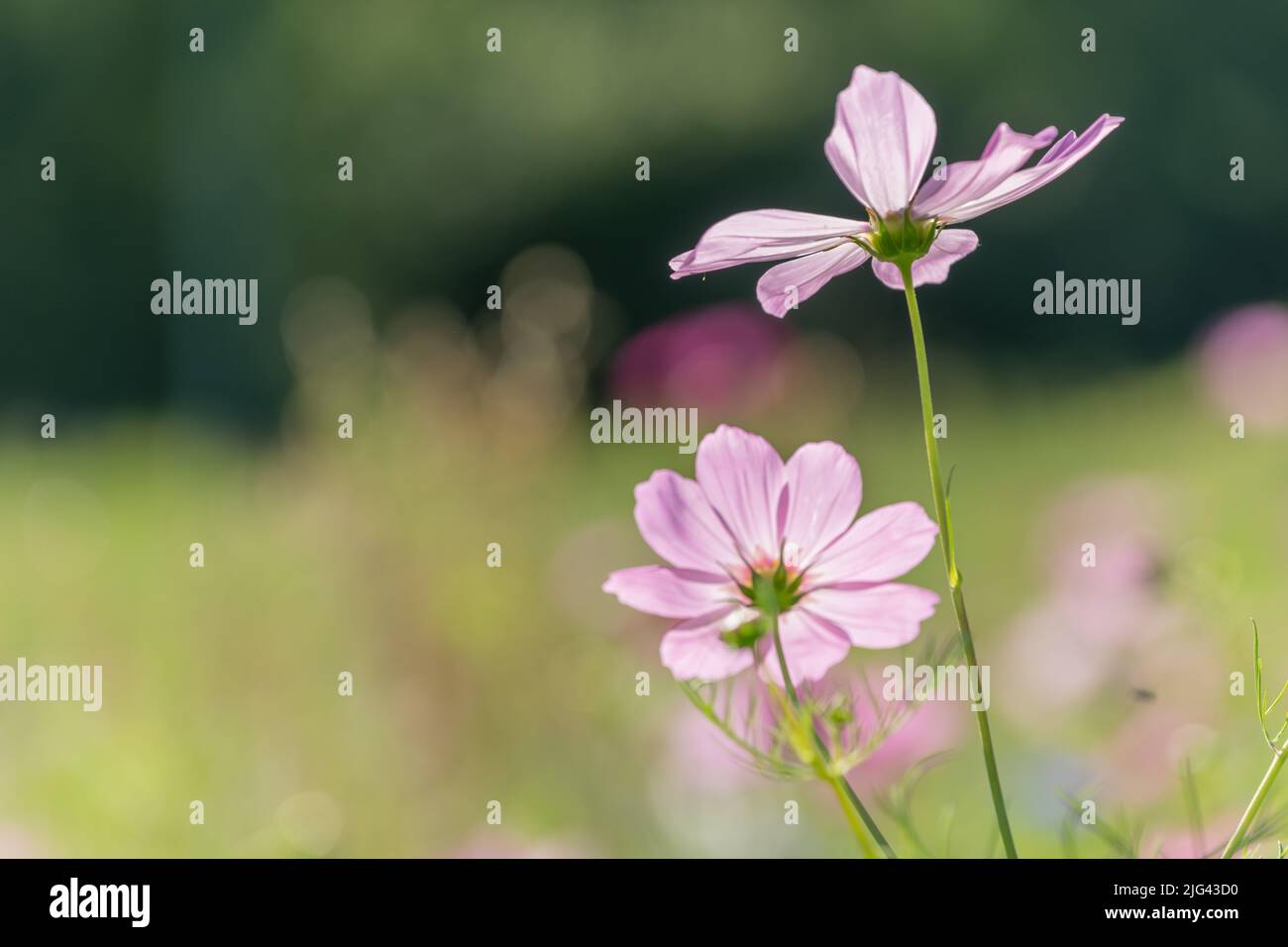 Flower fields grown to protect insects in a village Stock Photo - Alamy