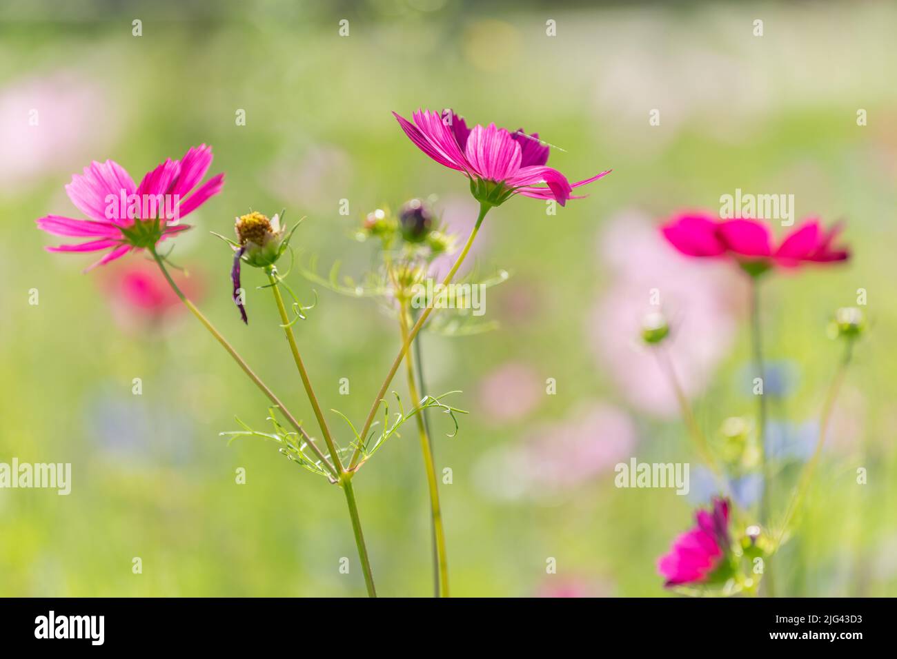 Flower fields grown to protect insects in a village Stock Photo - Alamy