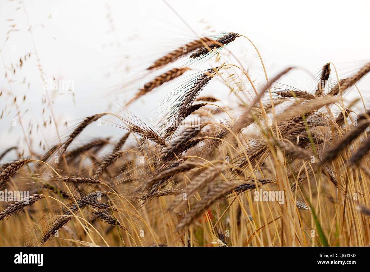Emmer flour hi-res stock photography and images - Alamy