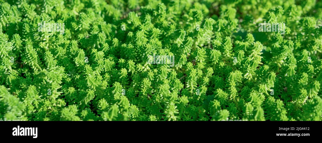 Green plant sedum, leaves foliage nature background, top view. Fresh ...