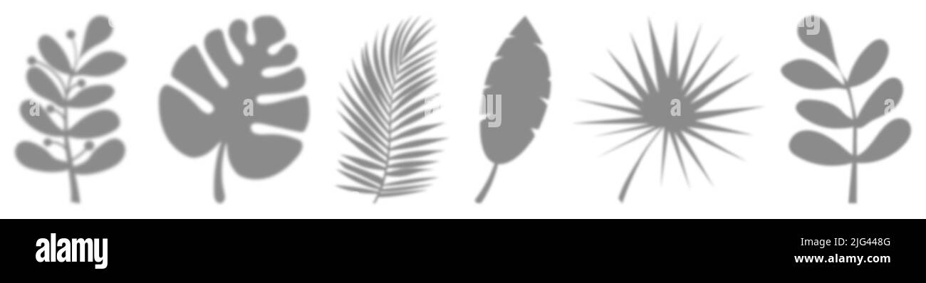 Set of leaves shadows. Plant branches shadow overlay effect on white ...