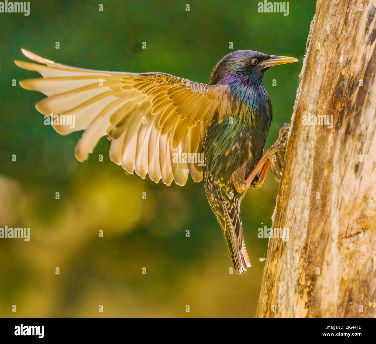 Rainbow colur hi-res stock photography and images - Alamy