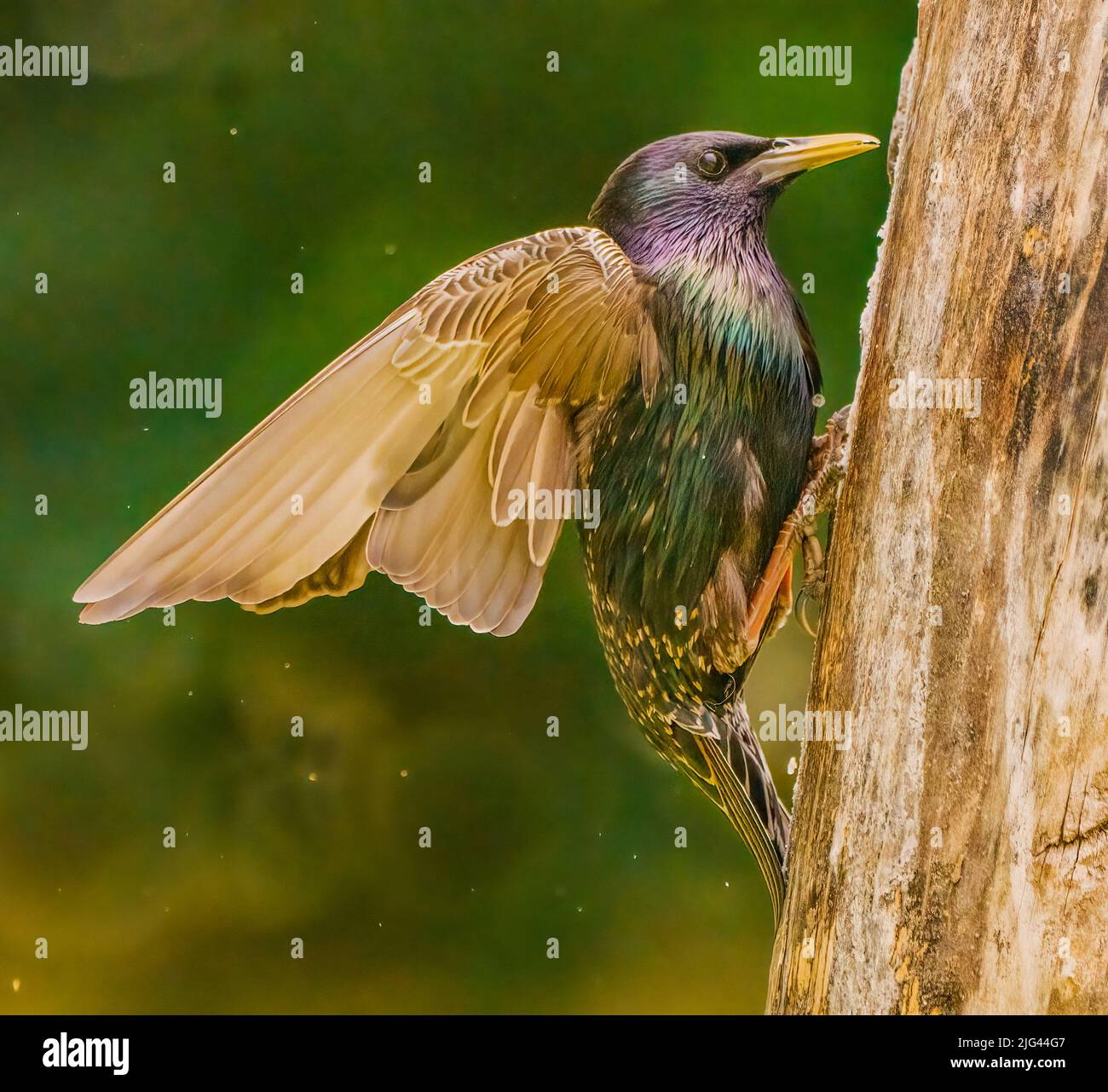 Starling birds resting hi-res stock photography and images - Alamy