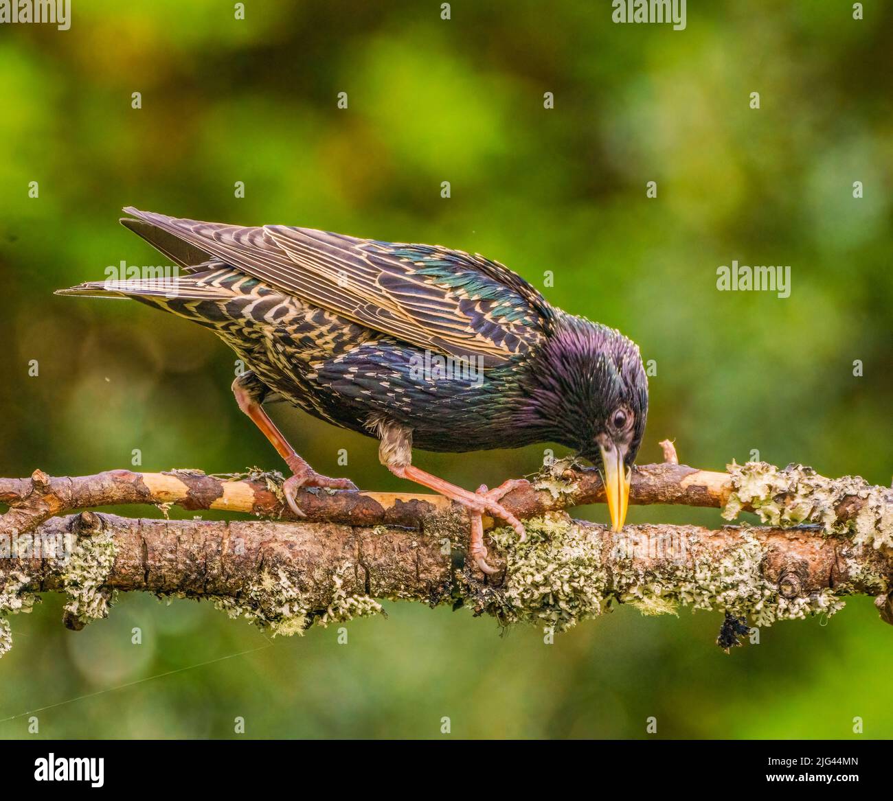 Rainbow colur hi-res stock photography and images - Alamy