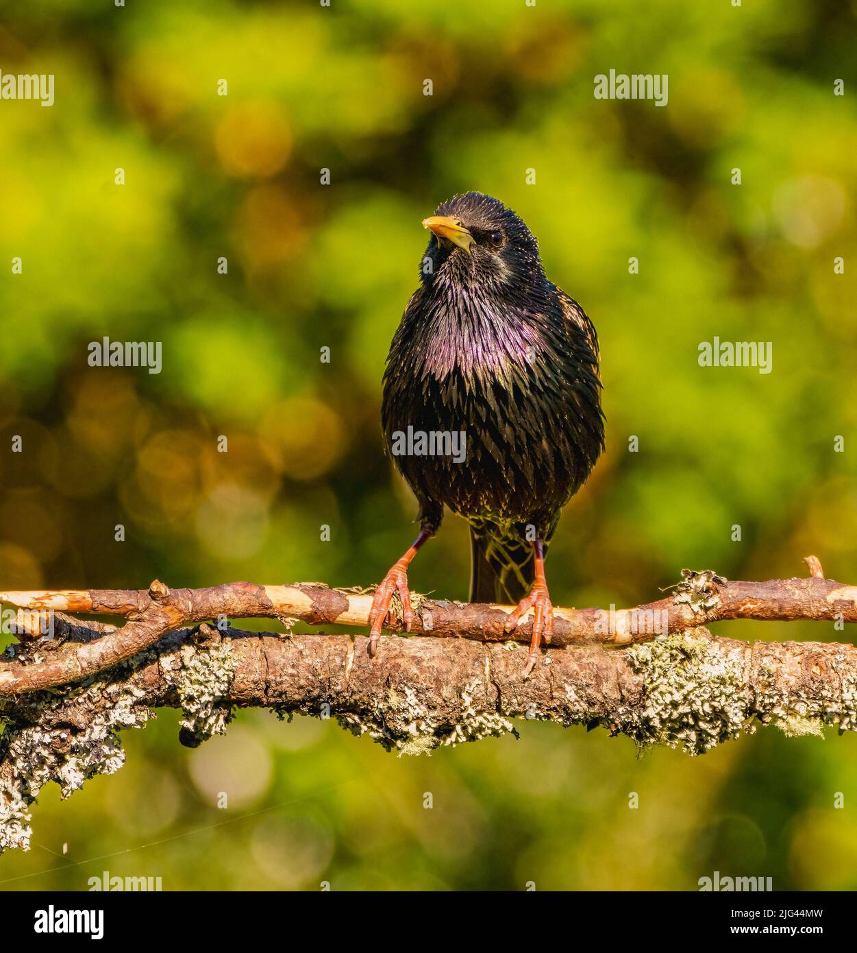 Rainbow colur hi-res stock photography and images - Alamy