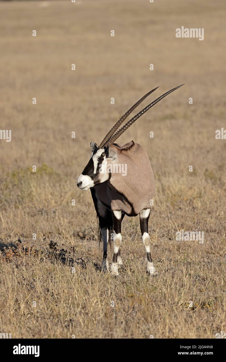 Southern oryx hi-res stock photography and images - Alamy