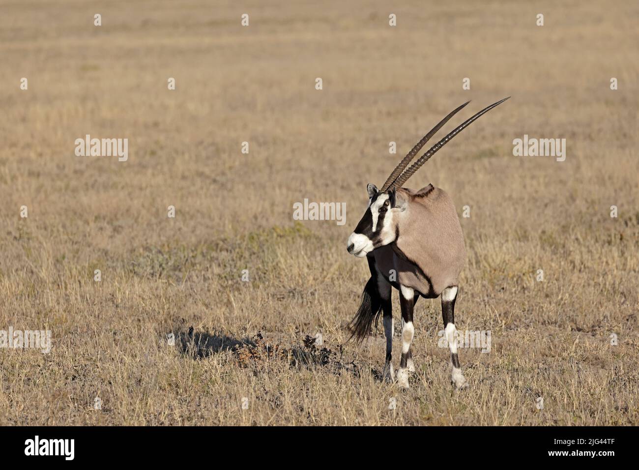 Southern oryx hi-res stock photography and images - Alamy
