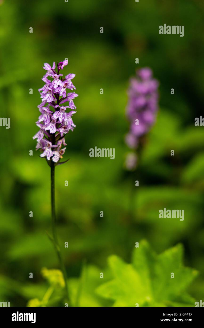flowering broad-leaved marsh orchid Stock Photo - Alamy