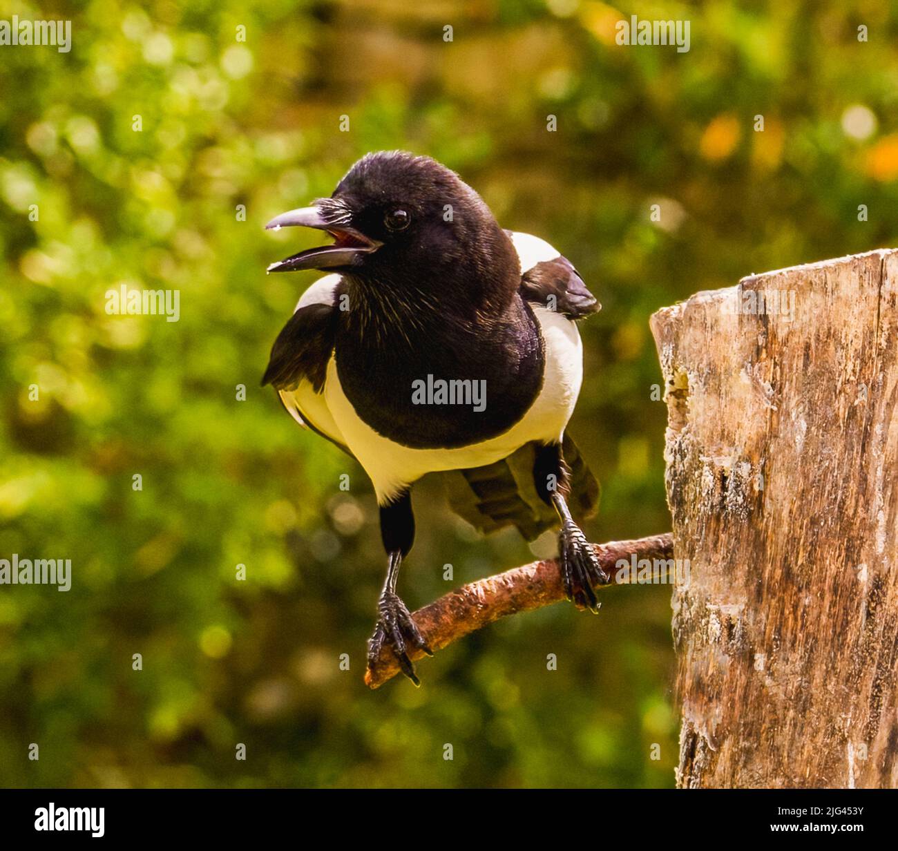 Magpie pica pica beak open hi-res stock photography and images - Alamy