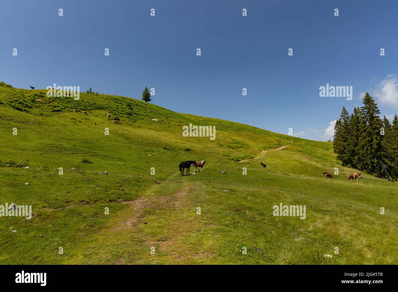 alpine landscape near Hintersee in austria Stock Photo - Alamy