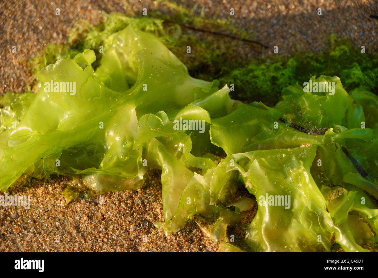Ulva lactuca hi-res stock photography and images - Alamy