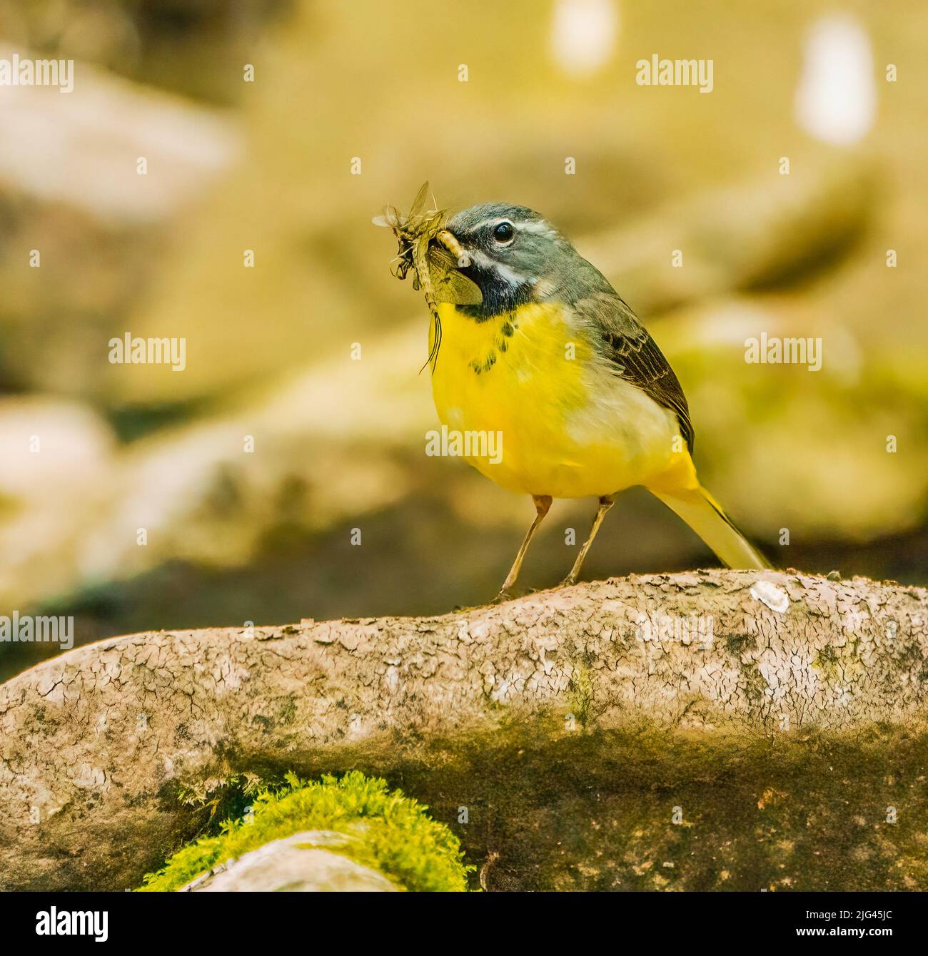 Wagtail lunch hi-res stock photography and images - Alamy