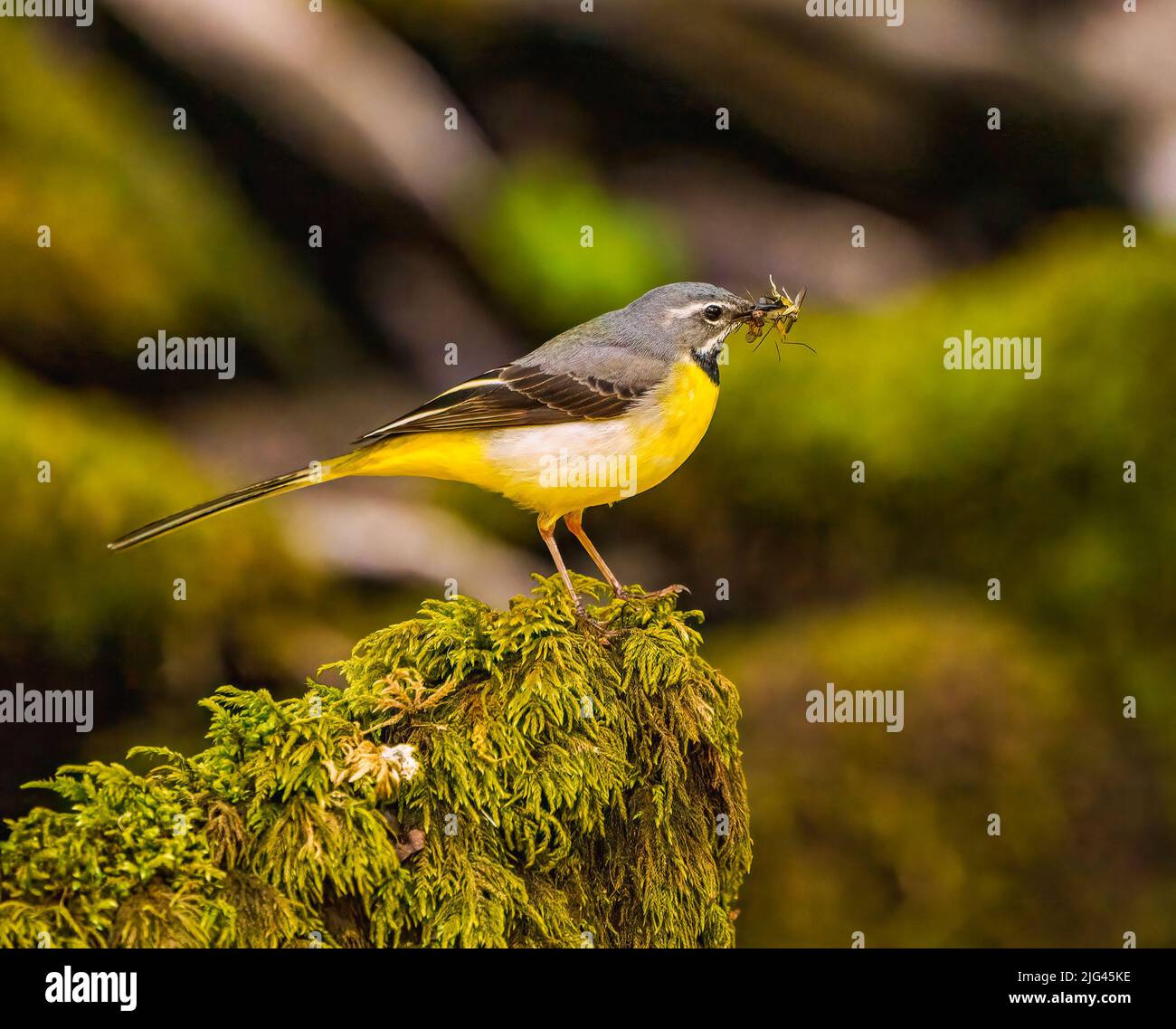Uk wagtails hi-res stock photography and images - Alamy
