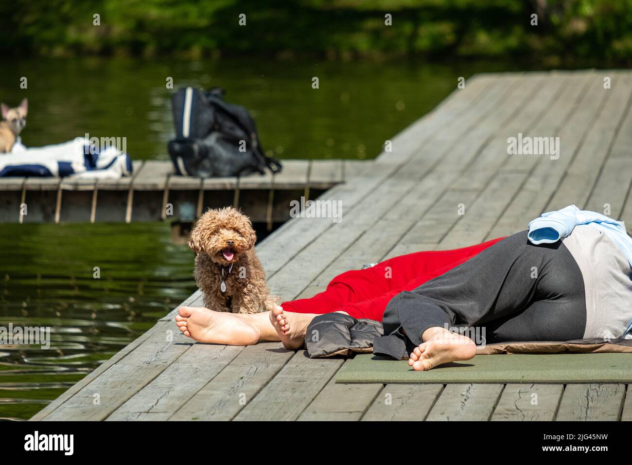 Moscow. Russia. May 21, 2022. The poodle dog sits at the feet of the ...