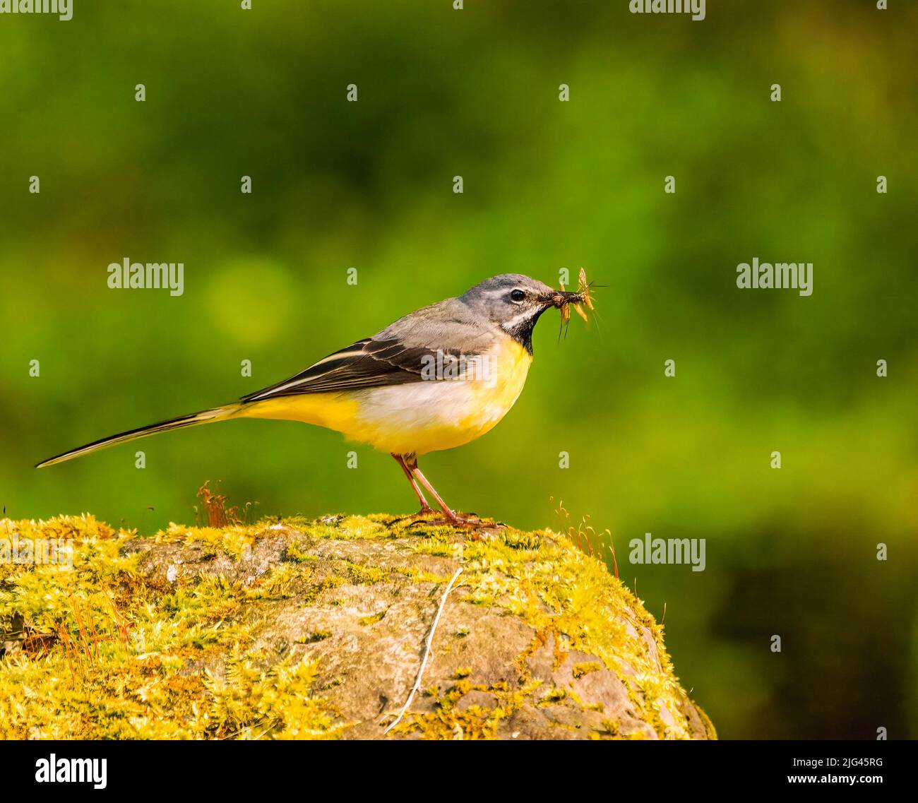 Wagging tail bird hi-res stock photography and images - Alamy