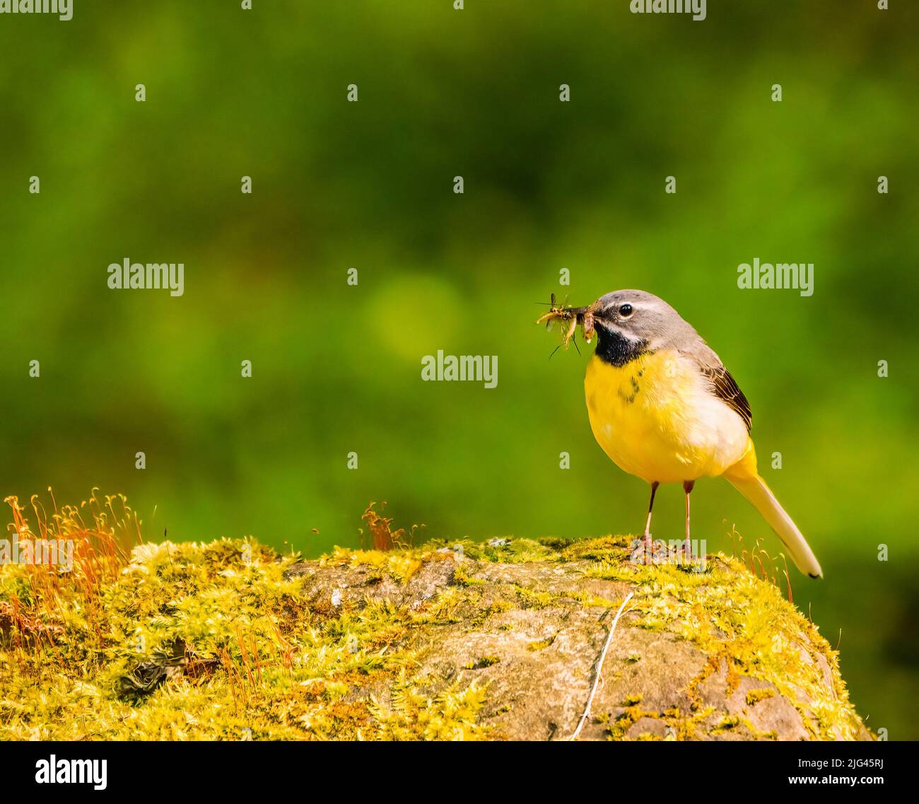 Wagtail lunch hi-res stock photography and images - Alamy