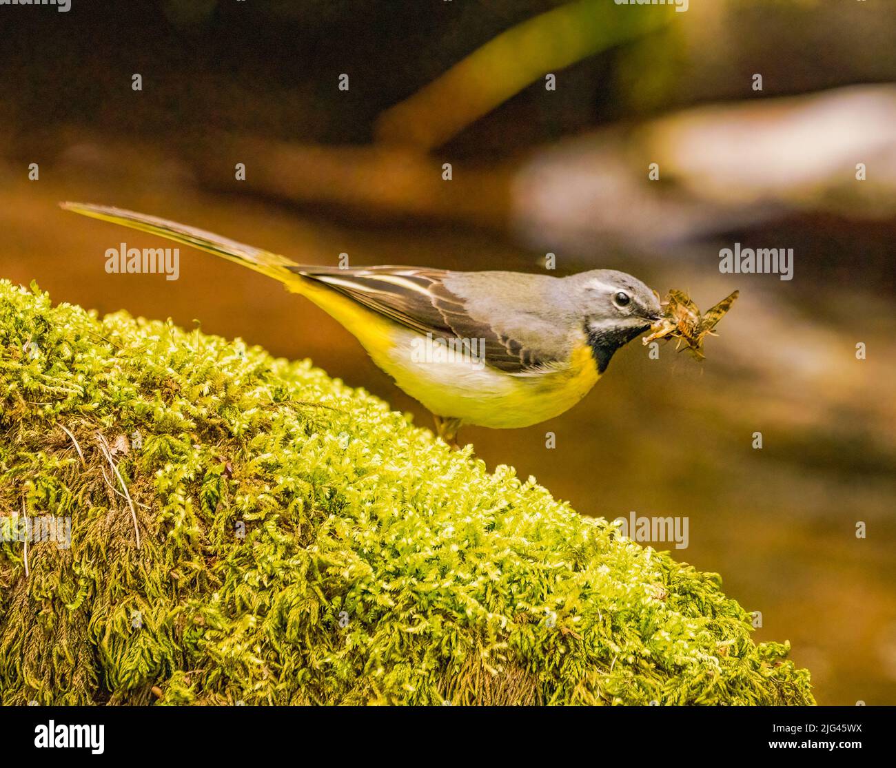 Wagtail lunch hi-res stock photography and images - Alamy