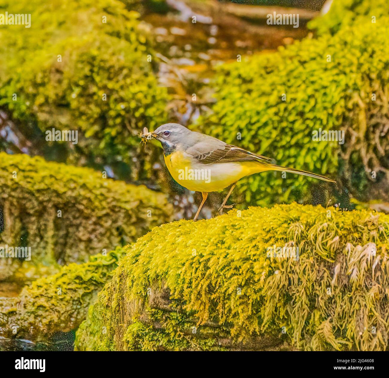 Wagtail lunch hi-res stock photography and images - Alamy