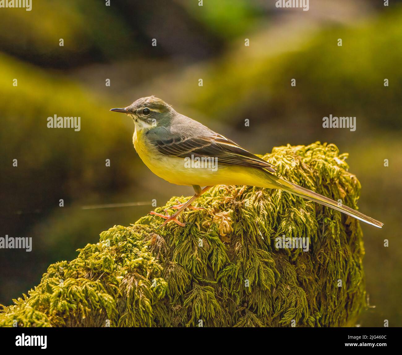 Wagtail lunch hi-res stock photography and images - Alamy