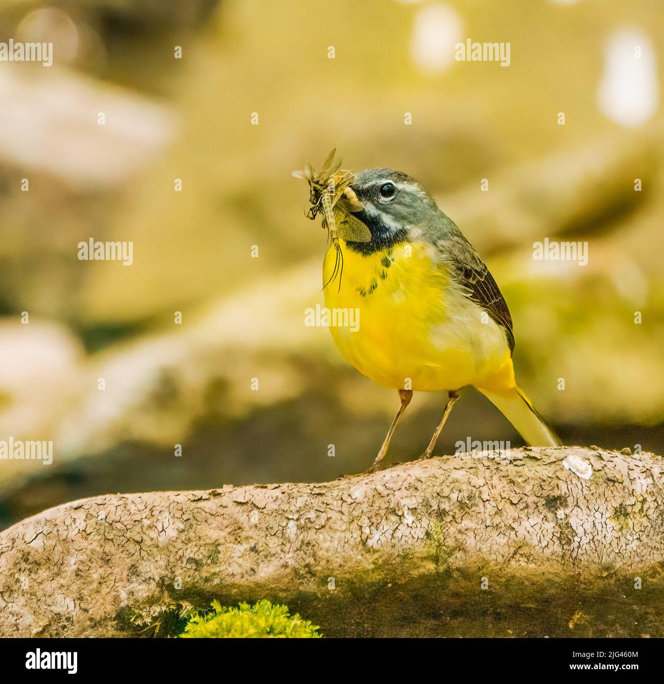 Wagtail lunch hi-res stock photography and images - Alamy