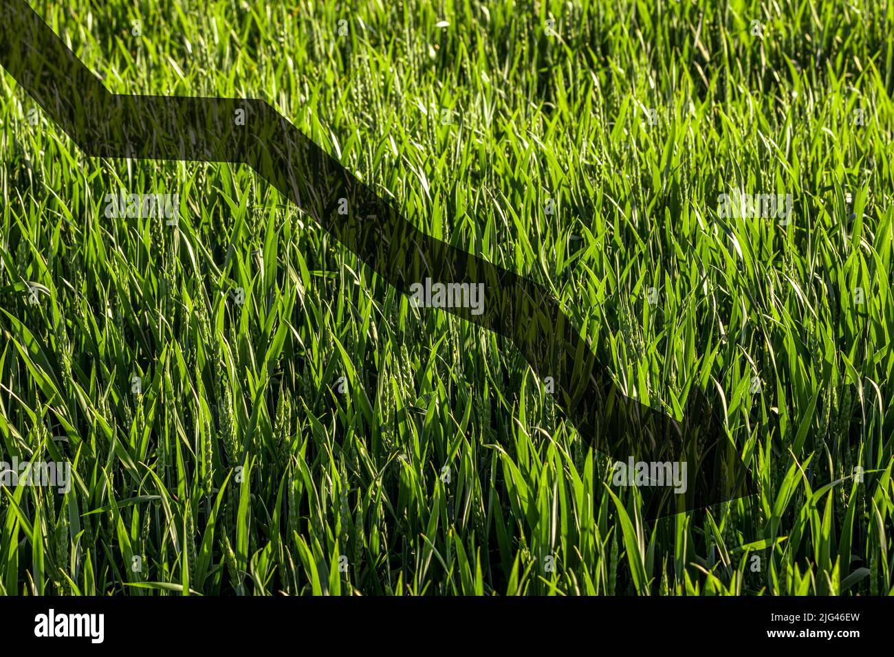 Concept of a problems with the supply of wheat and flour. World food ...