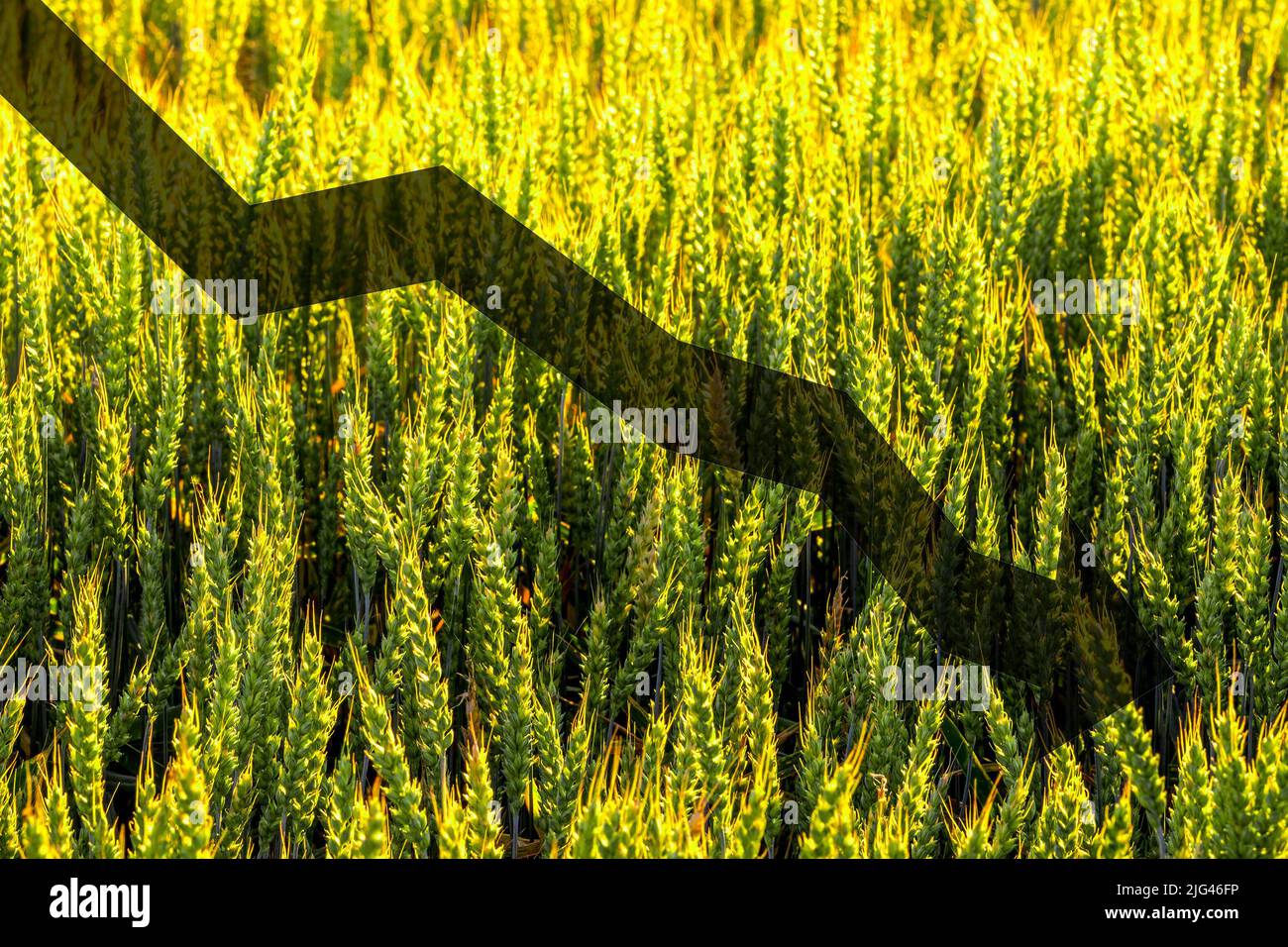 Concept of a problems with the supply of wheat and flour. World food ...