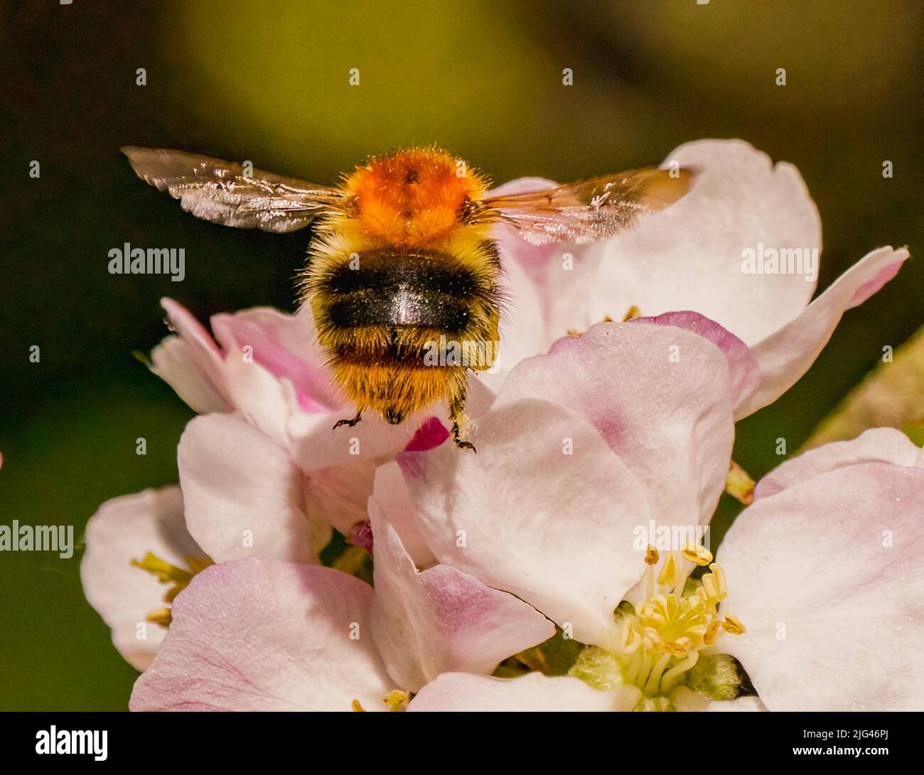 Bees and Blossom Stock Photo - Alamy