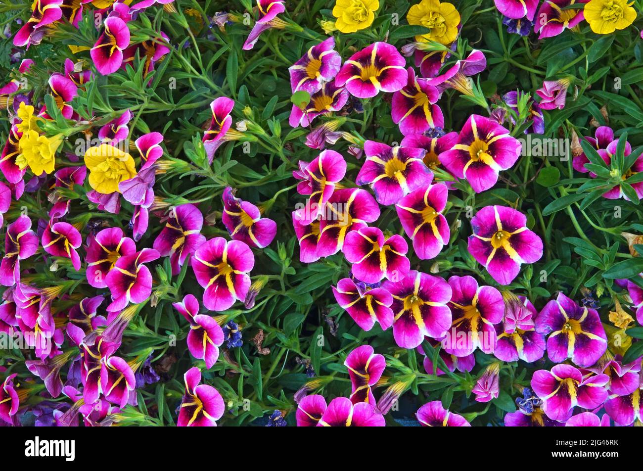 A basket of spring flowers called Calibrachoa, also called superbells ...