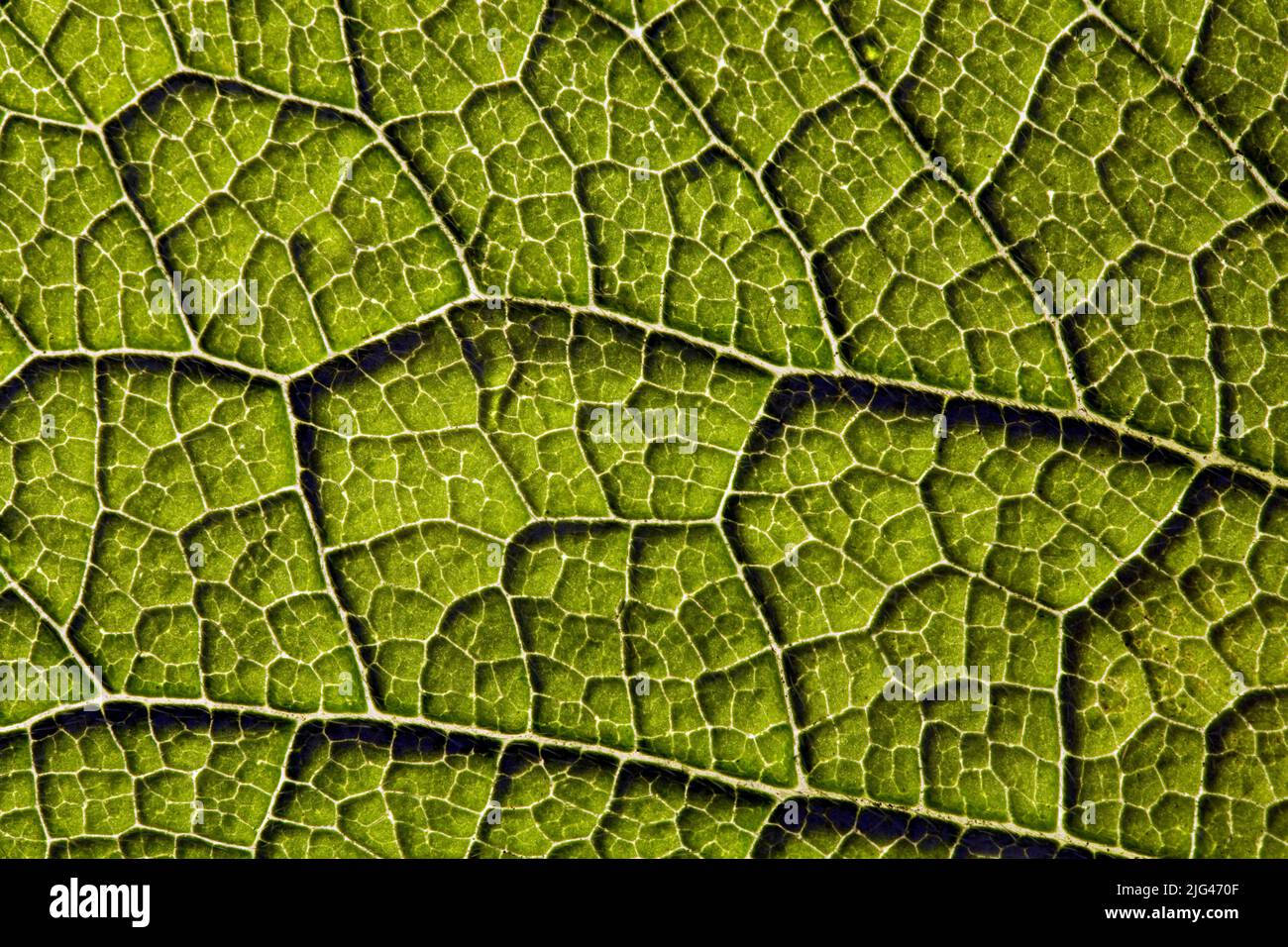 A close-up of the veins in a plant leaf Stock Photo - Alamy