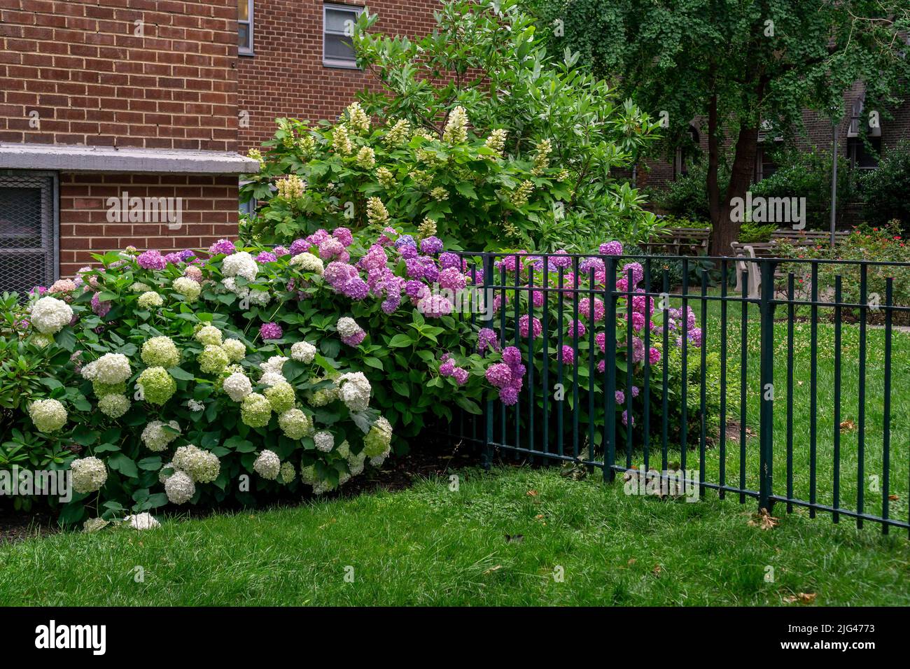 A row of hydrangeas bisected by a fence on the grounds of an apartment ...
