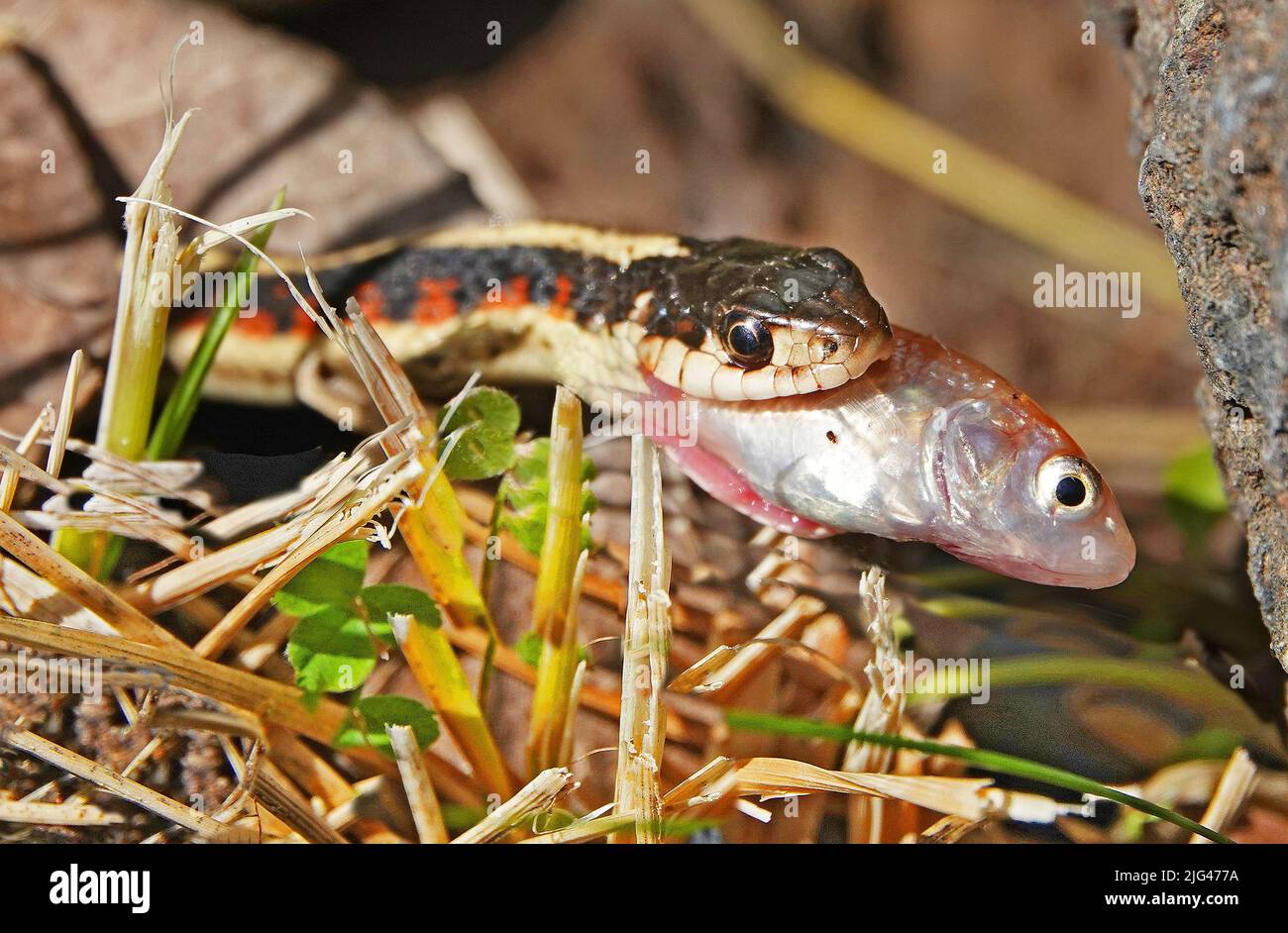 Fish and snake hi-res stock photography and images - Alamy