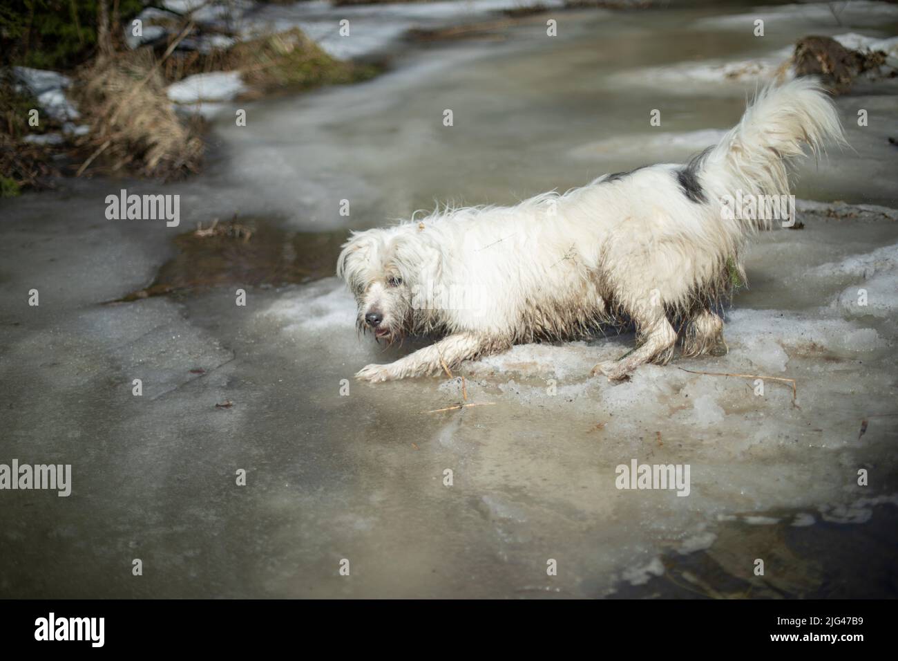 Dog on walk in woods. Dog in swamp. Pet in nature in park. Animal is ...