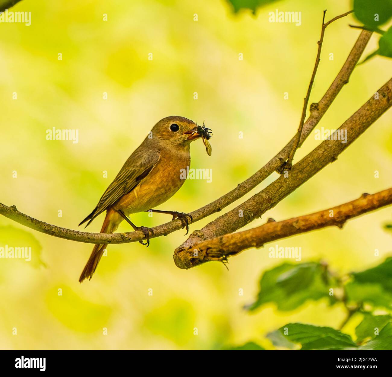 Female Common Redstart Stock Photo - Alamy