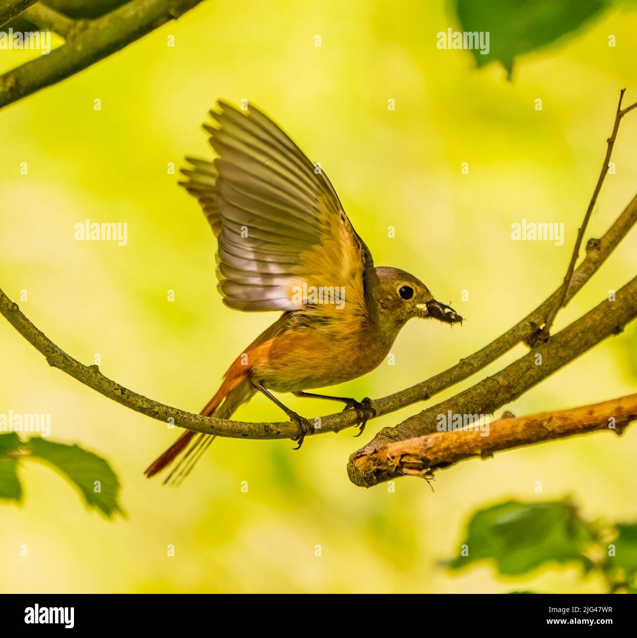 Female Common Redstart Stock Photo - Alamy