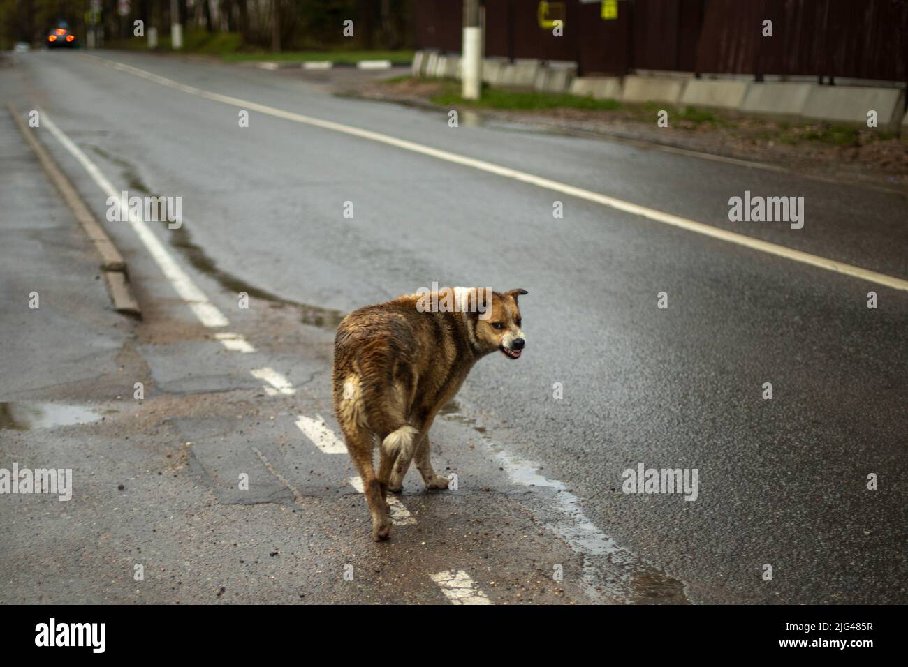 Angry dog gate hi-res stock photography and images - Alamy