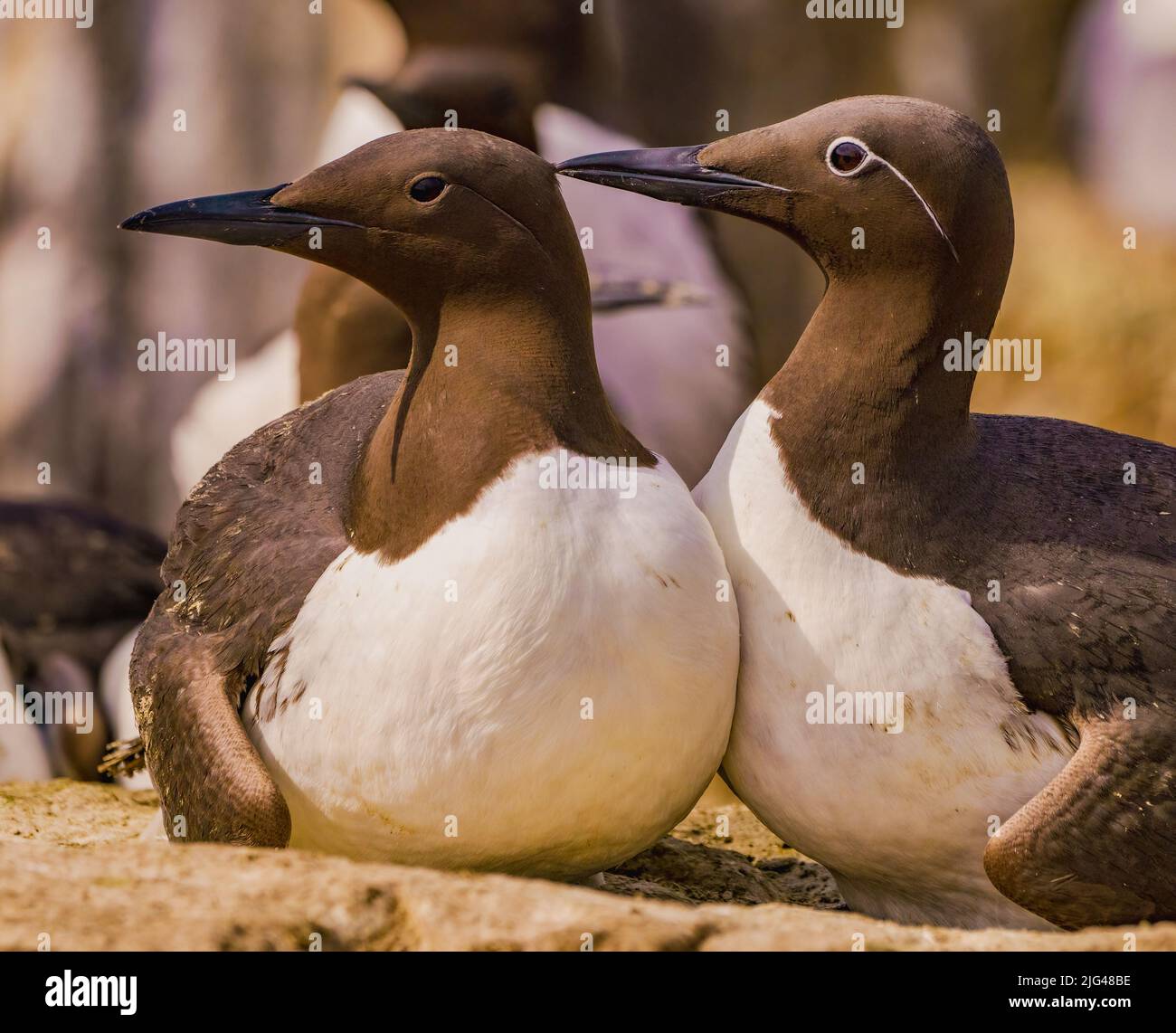 Black guillemot nest hi-res stock photography and images - Alamy