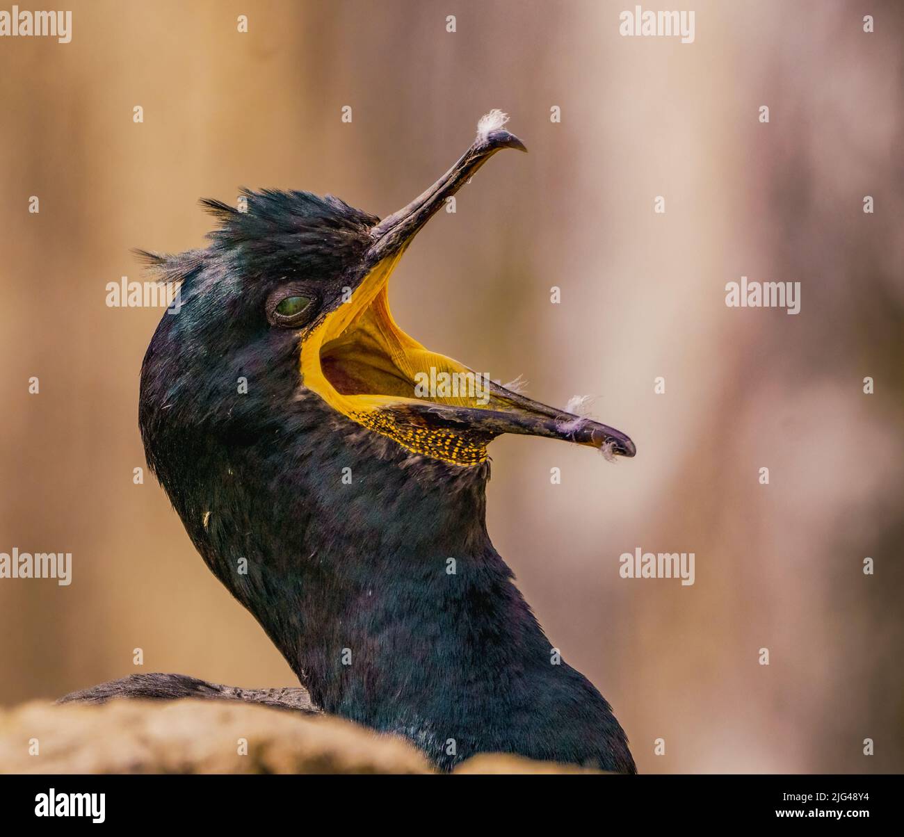 Shag colony cliff uk hi-res stock photography and images - Alamy