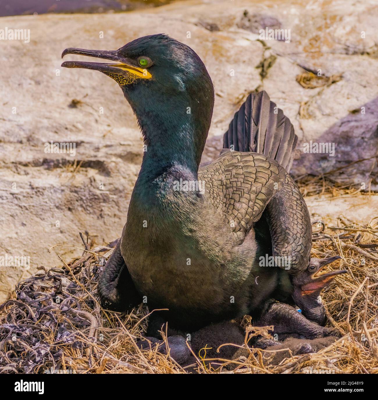 Shag bird european hi-res stock photography and images - Alamy