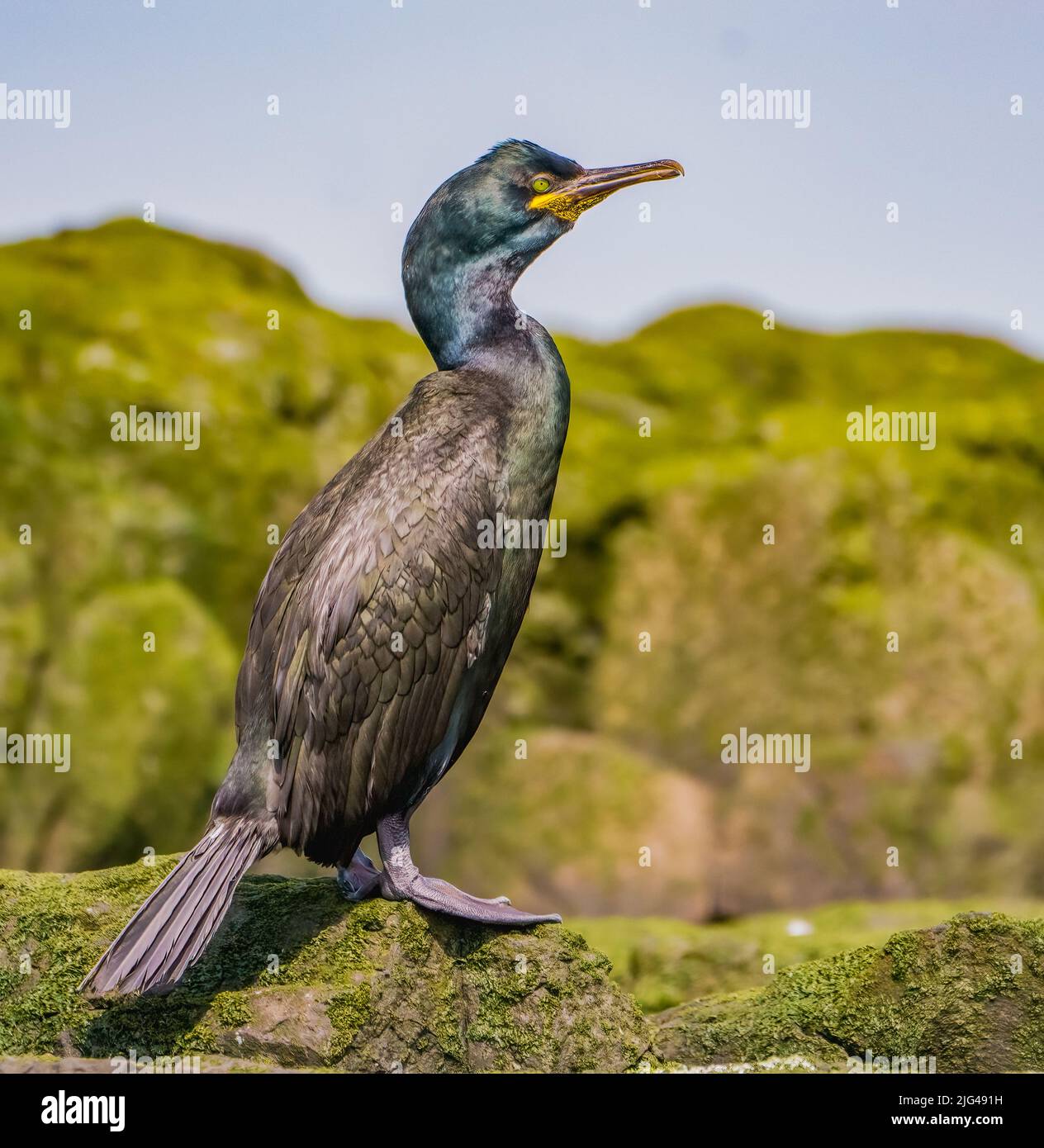 Shag colony cliff uk hi-res stock photography and images - Alamy
