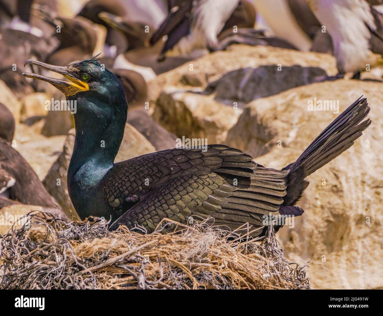 Shag bird european hi-res stock photography and images - Alamy