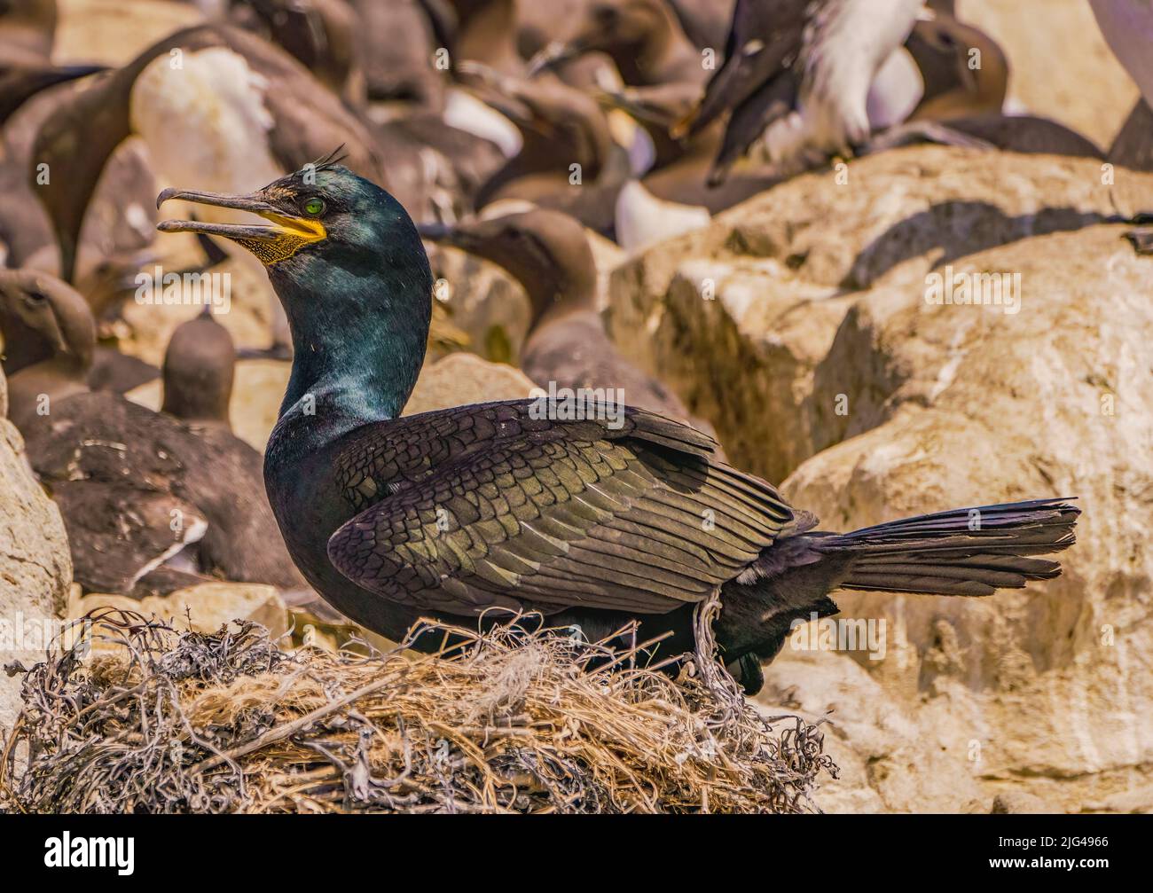 Young shag uk hi-res stock photography and images - Alamy