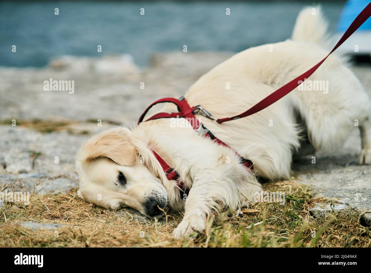 Handsome yellow labrador retriever hi-res stock photography and images ...