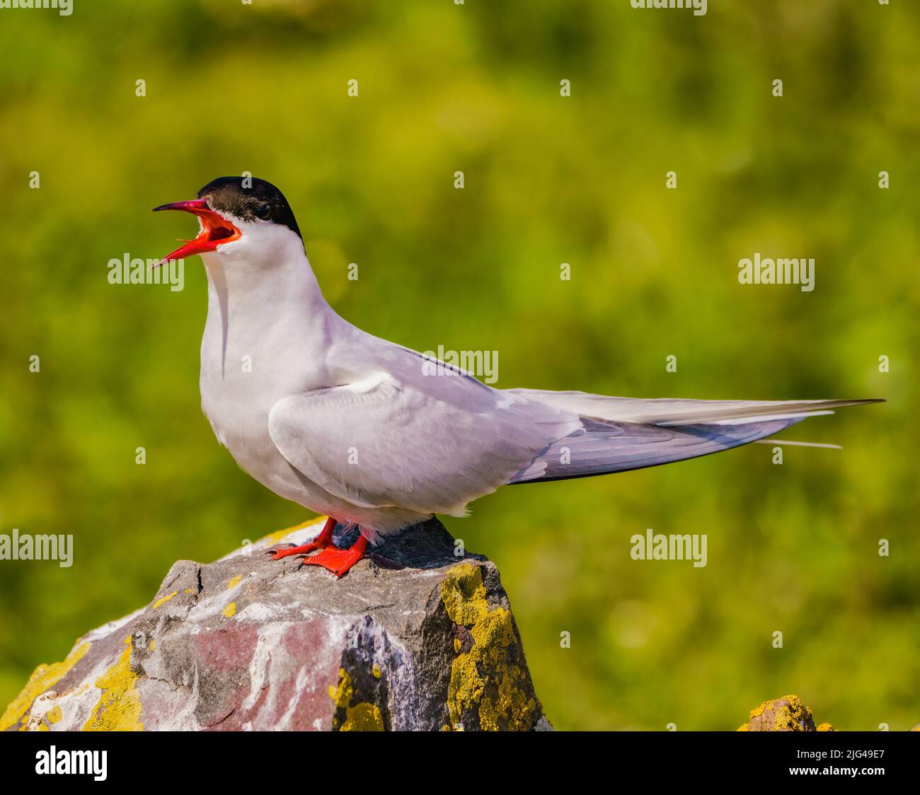 Tern bird sterna paradisaea farnes farne islands inner farne hi-res ...