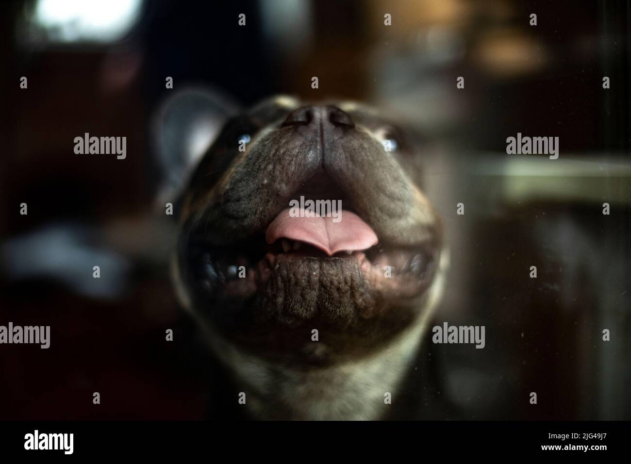 Dog behind glass. Pet looks through glass of window. Animal is at home ...