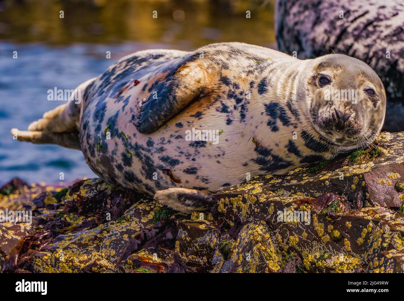 Risk seal hi-res stock photography and images - Alamy