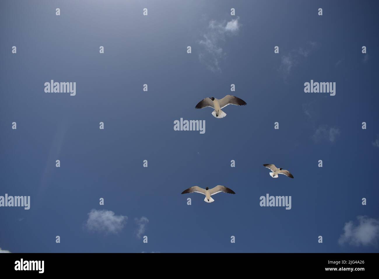 Three flying fish hi-res stock photography and images - Alamy